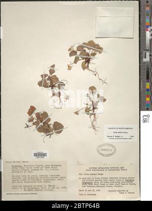 Prostrate blue violet (Viola walteri) Plantae Stock Photo - Alamy