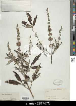 Vitex anguscastus Vitex anguscastus Stock Photo - Alamy