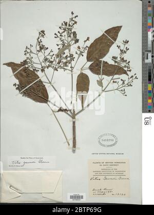 Vitex gaumeri Greenm Stock Photo - Alamy