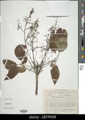 Vitex gaumeri Greenm Vitex gaumeri Greenm Stock Photo - Alamy