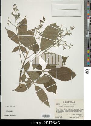 Vitex gaumeri Greenm Vitex gaumeri Greenm Stock Photo - Alamy