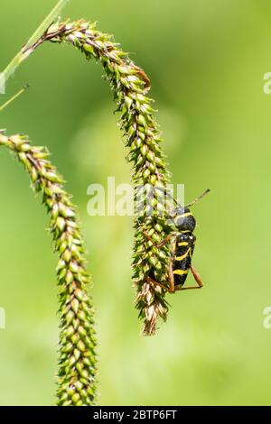 Wasp Beetle (Clytus arietis), a wasp mimic. Photographed on a white ...