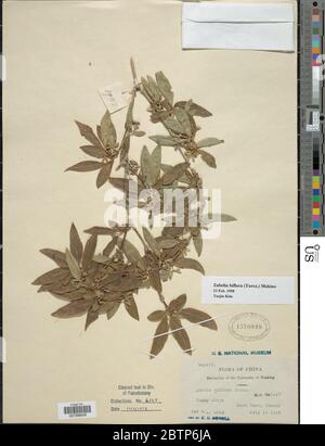 Zabelia biflora Turcz Makino Zabelia biflora Turcz Makino Stock Photo ...