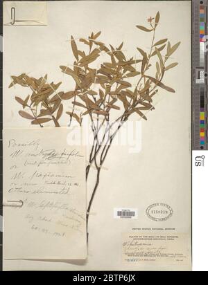 Wikstroemia sp Wikstroemia sp Stock Photo - Alamy