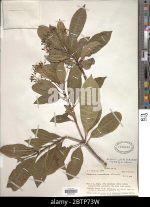 Alstonia sp Alstonia sp Stock Photo - Alamy