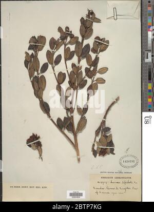 Axinaea merianiae DC Triana Axinaea merianiae DC Triana Stock Photo - Alamy