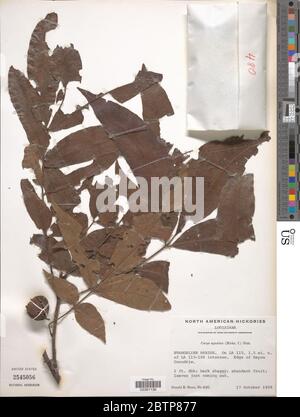 water hickory (Carya aquatica Stock Photo - Alamy