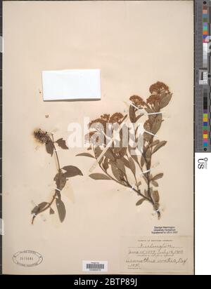 Ceanothus ovatus Ceanothus ovatus Stock Photo - Alamy