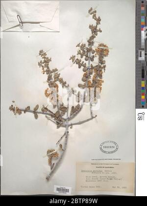 Ceanothus vestitus Greene Ceanothus vestitus Greene Stock Photo - Alamy