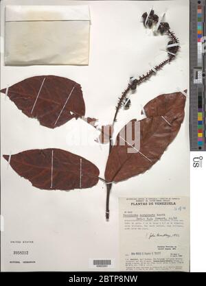 Coccoloba marginata Benth Coccoloba marginata Benth Stock Photo - Alamy