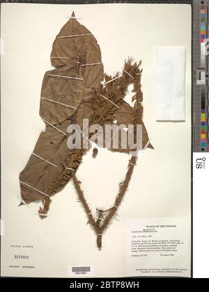 Combretum cacoucia Exell ex Sandwith Combretum cacoucia Exell ex ...