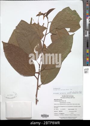 Colubrina spinosa Donn Sm Colubrina spinosa Donn Sm Stock Photo - Alamy