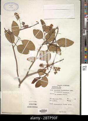 Combretum sp Combretum sp Stock Photo - Alamy