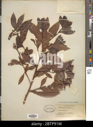 Conocarpus erecta L Stock Photo - Alamy