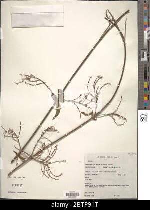 Combretum sp Combretum sp Stock Photo - Alamy