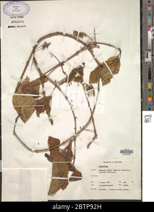 Combretum sp Combretum sp Stock Photo - Alamy