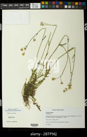 Crepis setosa Haller f Crepis setosa Haller f Stock Photo - Alamy