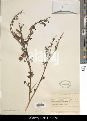 Crotalaria incana L Stock Photo - Alamy