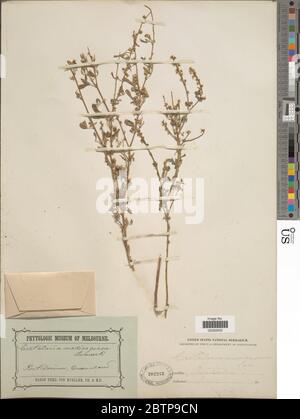 Crotalaria medicaginea Lam Crotalaria medicaginea Lam Stock Photo - Alamy