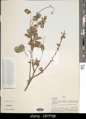 Crotalaria sp Crotalaria sp Stock Photo - Alamy