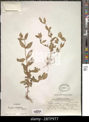 Cuphea elliptica Cuphea elliptica Stock Photo - Alamy