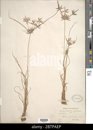 Cyperus sphacelatus Rottb Cyperus sphacelatus Rottb Stock Photo - Alamy