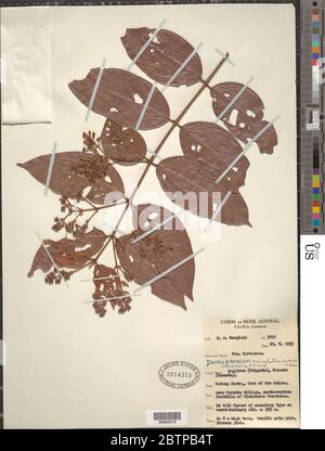 Decaspermum neurophyllum Lauterb K Schum Decaspermum neurophyllum ...