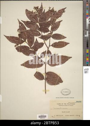 Decaspermum sp Decaspermum sp Stock Photo - Alamy