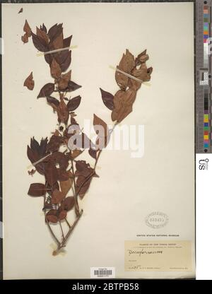 Decaspermum sp Decaspermum sp Stock Photo - Alamy