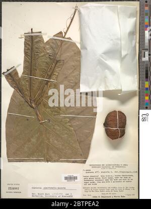 Gustavia gigantophylla Sandwith Gustavia gigantophylla Sandwith Stock ...