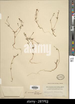 Hemizonella minima A Gray A Gray Hemizonella minima A Gray A Gray Stock ...