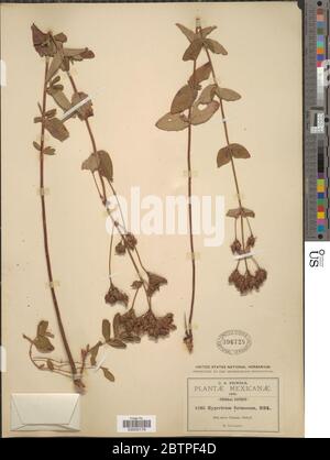 Hypericum formosum Kunth Hypericum formosum Kunth Stock Photo - Alamy