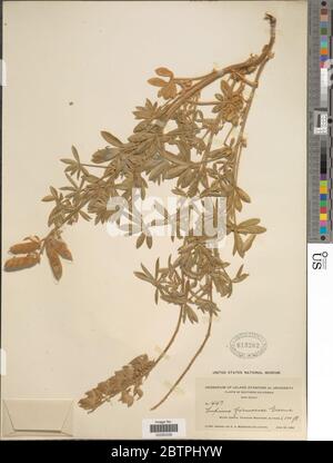 Lupinus formosus Greene Lupinus formosus Greene Stock Photo - Alamy
