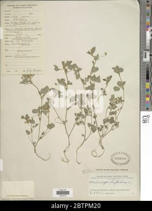 Black medick (Medicago lupulina) seed Stock Photo - Alamy