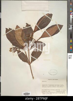 Medinilla sp Medinilla sp Stock Photo - Alamy