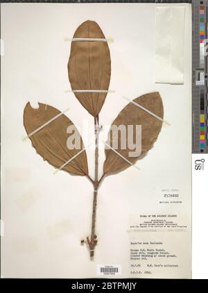 Medinilla sp Medinilla sp Stock Photo - Alamy