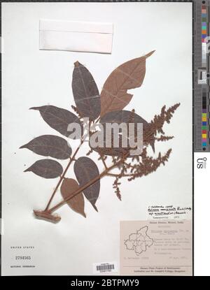 Meliosma pinnata Maxim Stock Photo - Alamy