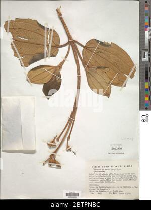 Meriania tomentosa Cogn Wurdack Meriania tomentosa Cogn Wurdack Stock ...