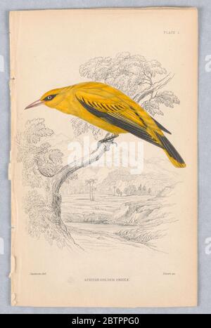 A Yellow Oriole bird perched on a tree in a magenta tone and background ...