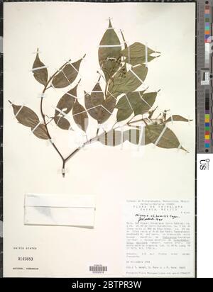 Miconia humilis Cogn Miconia humilis Cogn Stock Photo - Alamy