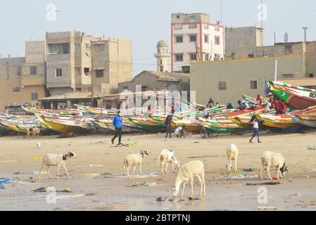 Sheep rummaging among the garbage in Yoff beach, a populous coastal ...
