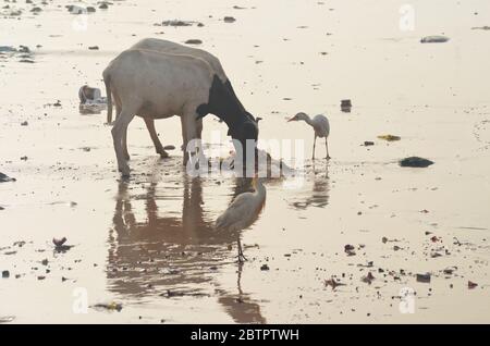 Sheep rummaging among the garbage in Yoff beach, a populous coastal ...