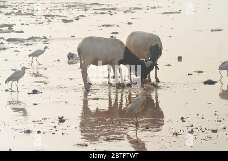 Sheep rummaging among the garbage in Yoff beach, a populous coastal ...