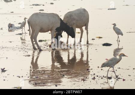 Sheep rummaging among the garbage in Yoff beach, a populous coastal ...