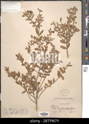 Pachystima myrsinites Pursh Raf Pachystima myrsinites Pursh Raf Stock ...