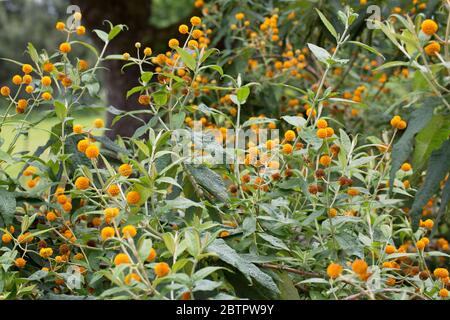 buddleja globosa orange ball tree butterfly bush deciduous flowering ...