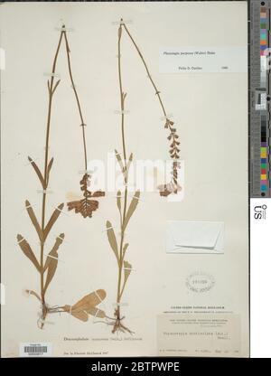 Physostegia purpurea Walter Blake Physostegia purpurea Walter Blake ...