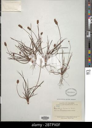 Plantago linearis Kunth Plantago linearis Kunth Stock Photo - Alamy