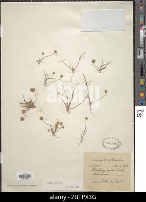 Plantago ovata Forssk Stock Photo - Alamy