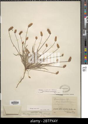 Plantago ovata Forssk Stock Photo - Alamy